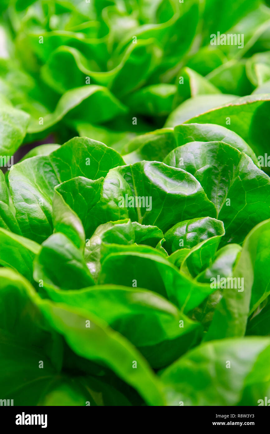 Bio Green fresh butterhead lettuce ready to harvest Stock Photo - Alamy