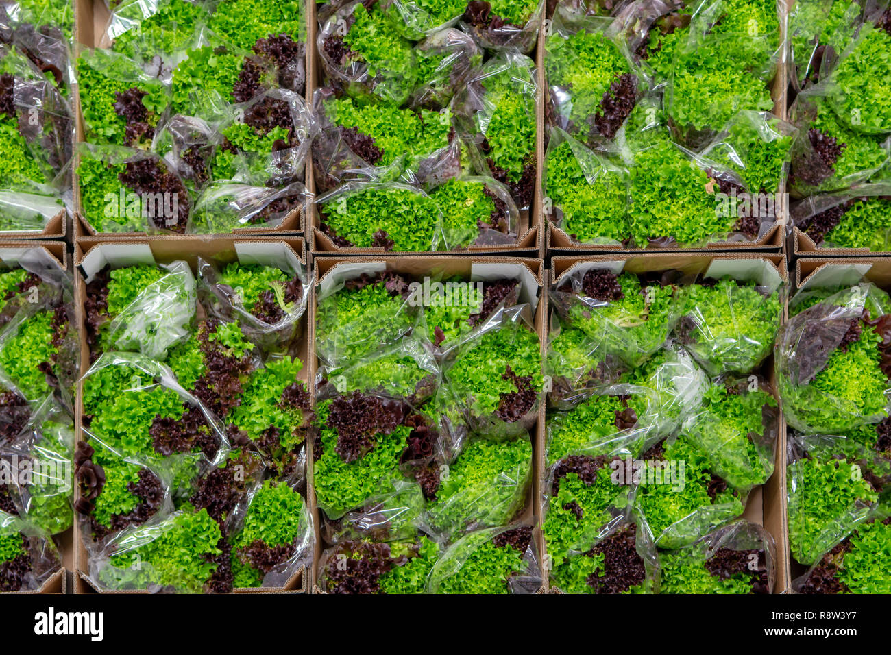 Cold storage of fresh packed vegetables in boxes in big warehouse close ...