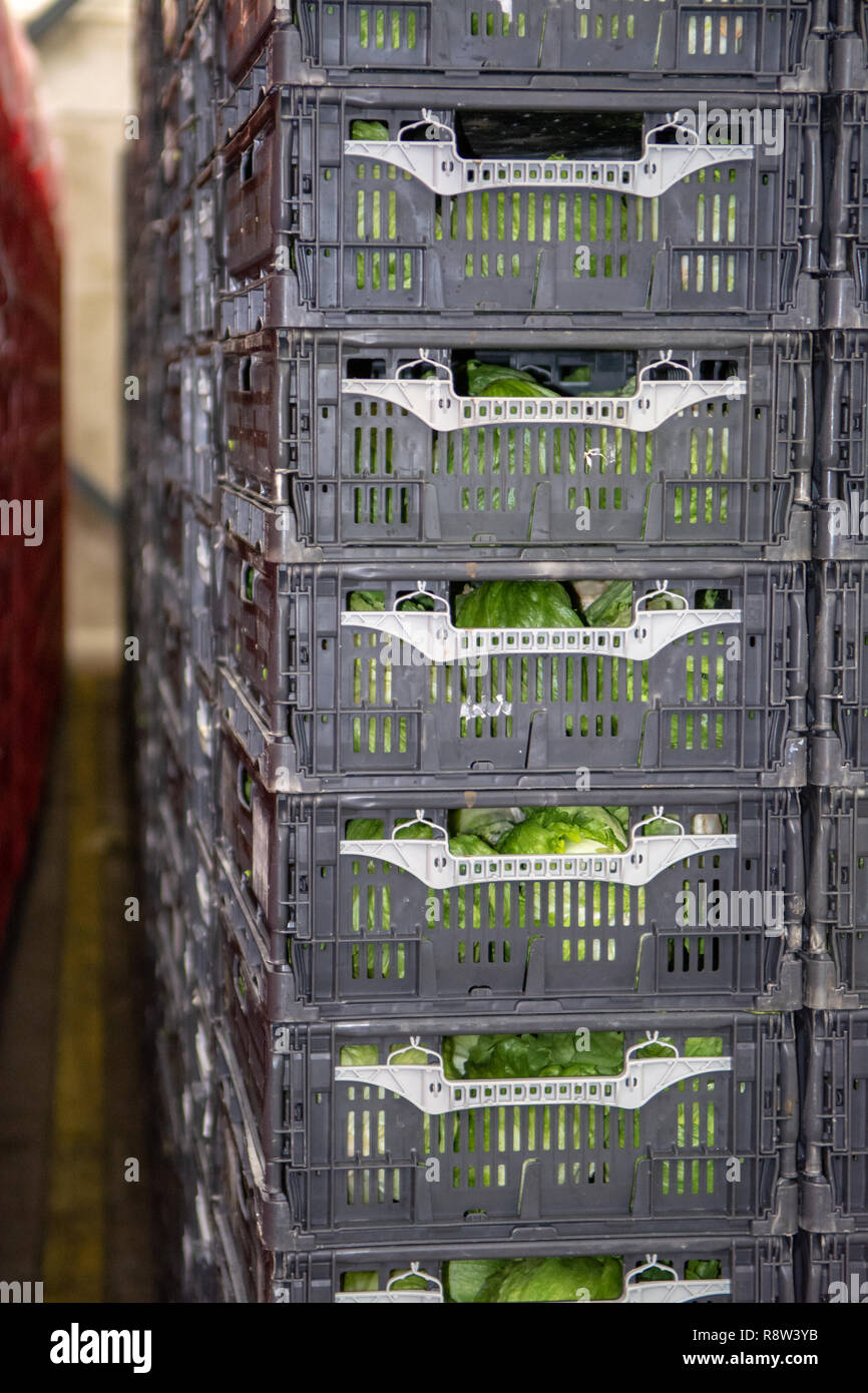 Cold storage of fresh packed vegetables in plastic boxes in big ...