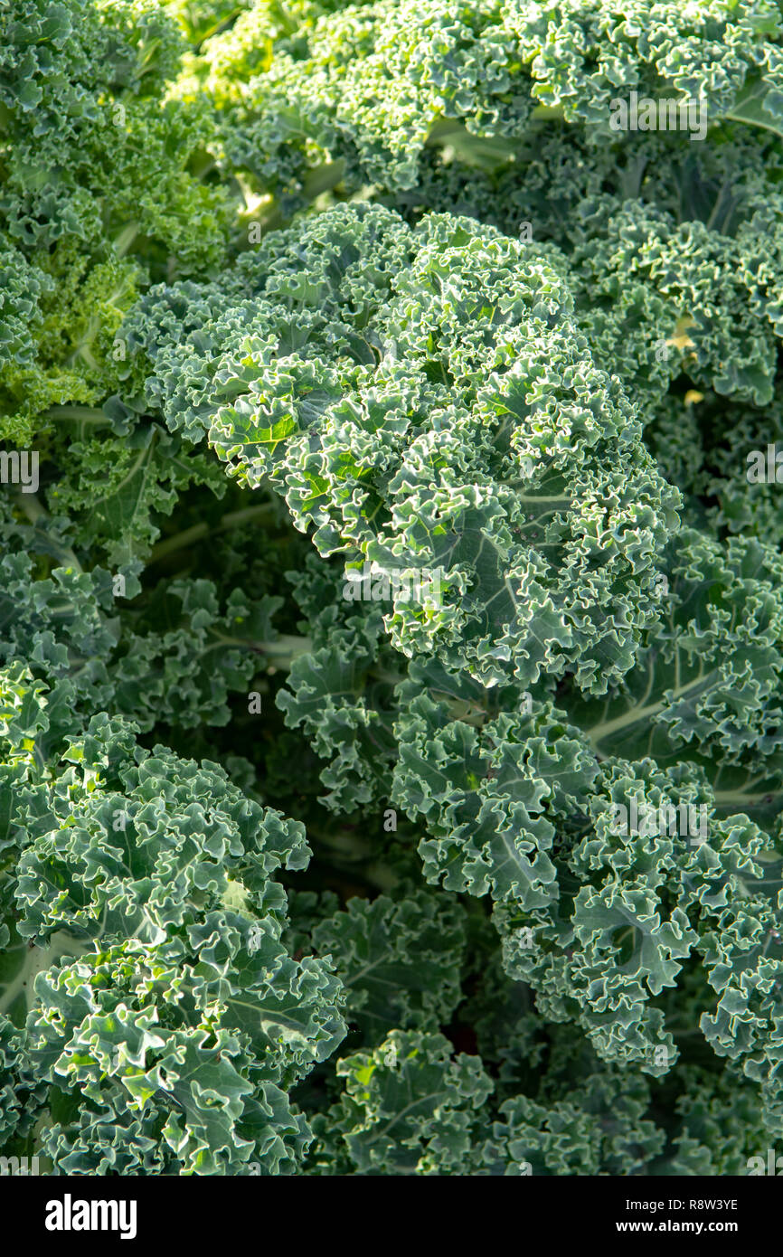 Green ripe kale or curly leaf cabbage growing on farm field, ready to ...