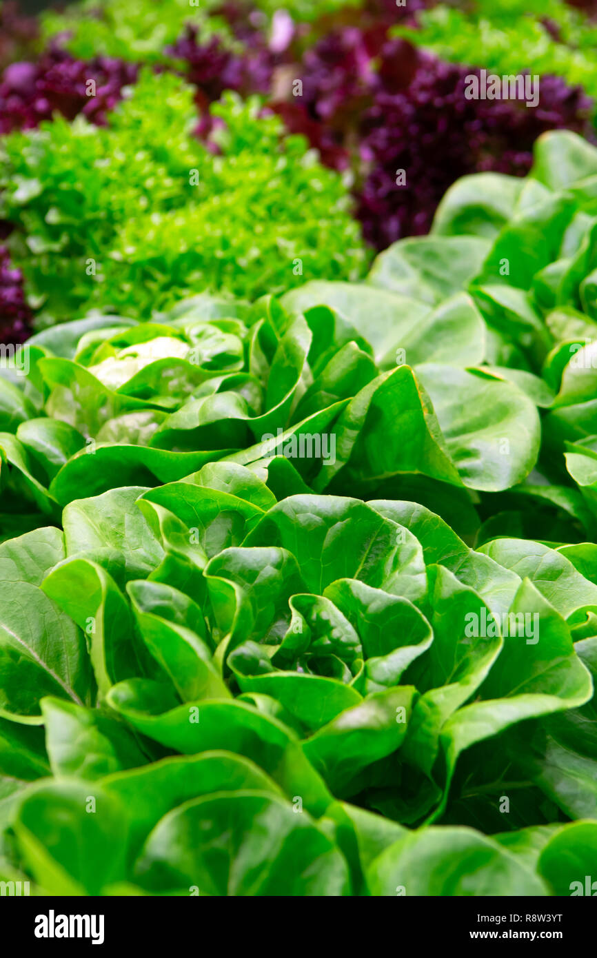Bio Green fresh butterhead lettuce ready to harvest Stock Photo - Alamy