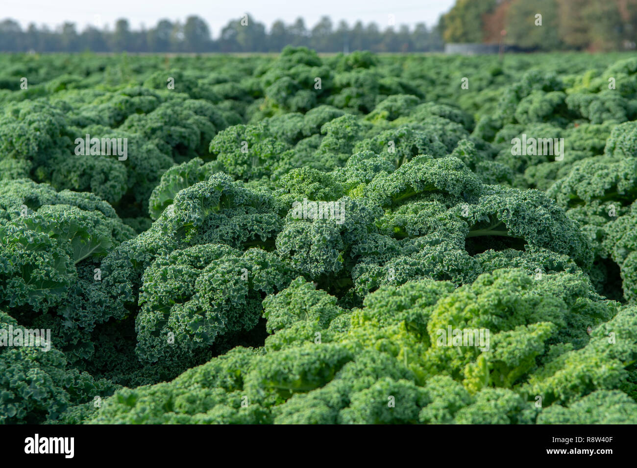 Green ripe kale or curly leaf cabbage growing on farm field, ready to ...