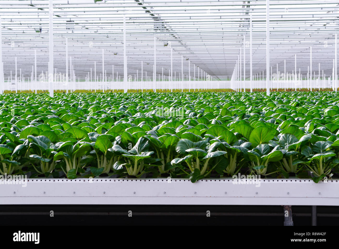 Pak choy growing in green house hi-res stock photography and images - Alamy