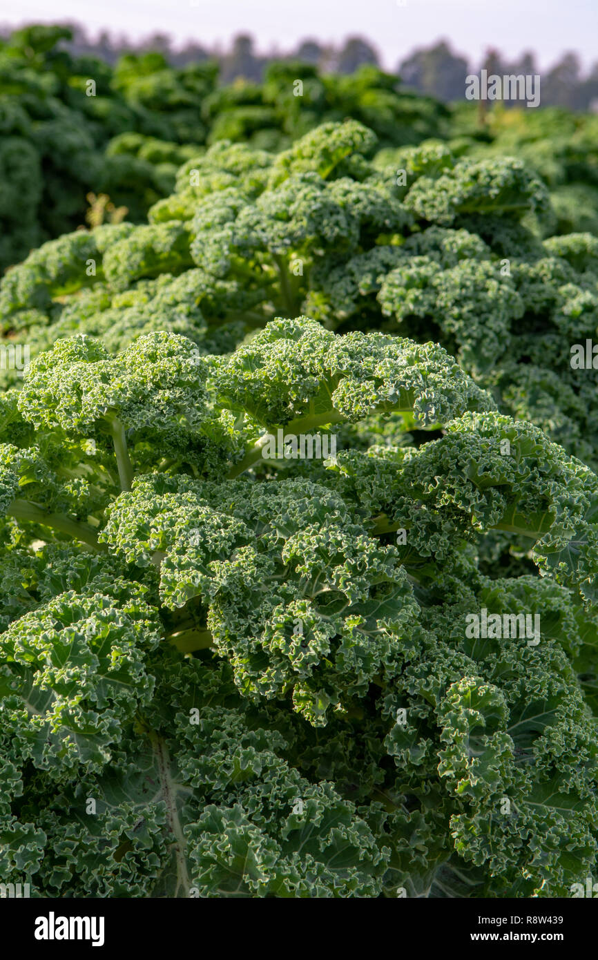 Curly cale plant hi-res stock photography and images - Alamy