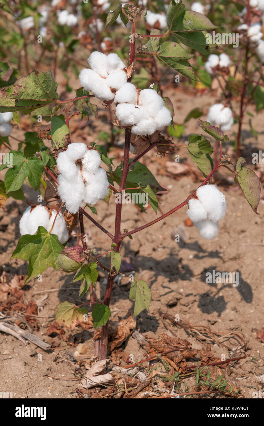 Buds of Cotton growing on a Cotton Plant in a field Stock Photo - Alamy