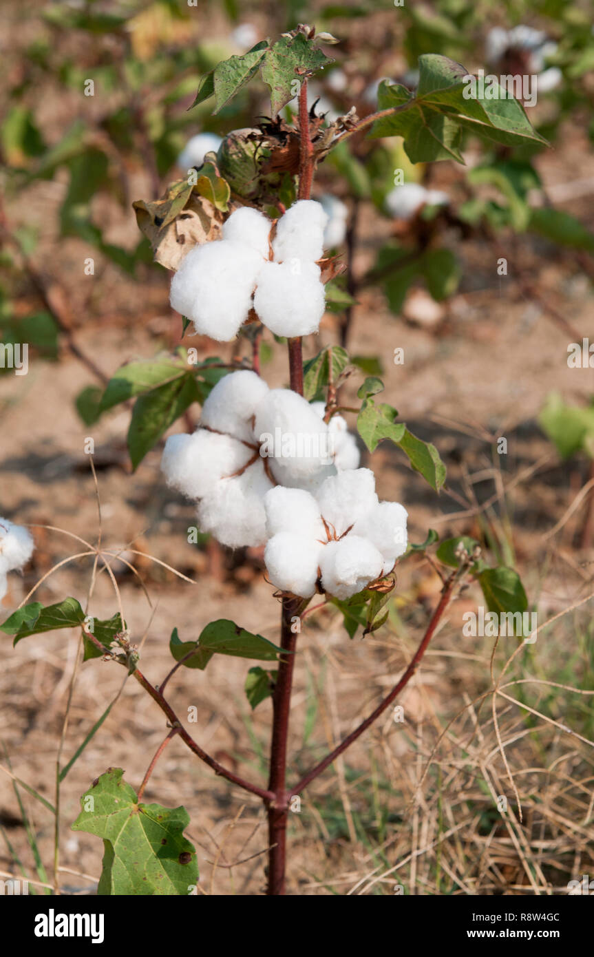 Close up view of a single Cotton Plant in a field Stock Photo - Alamy