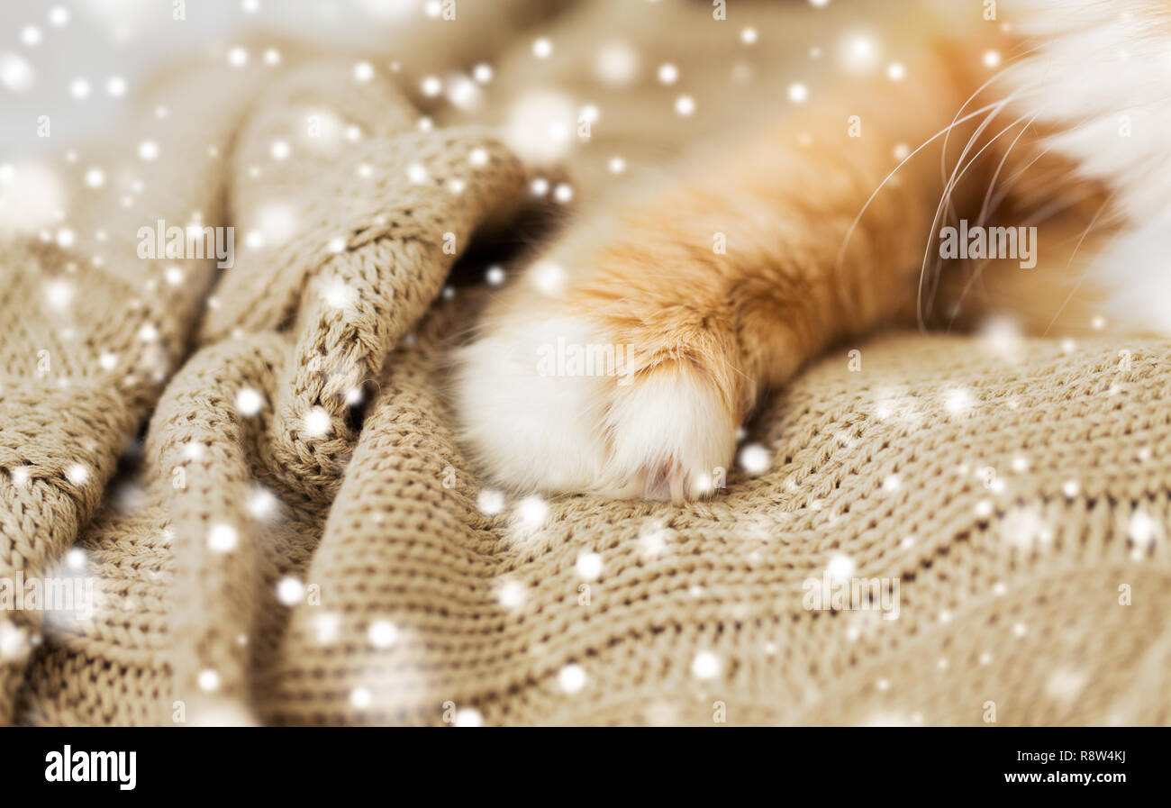 Cat paw hi-res stock photography and images - Alamy