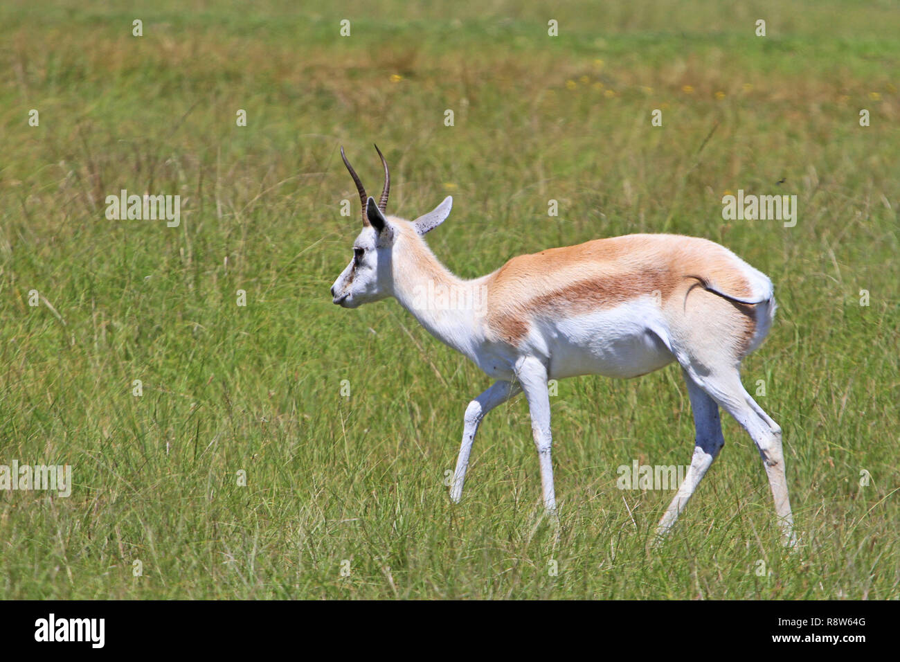Pronking springbok hi-res stock photography and images - Alamy