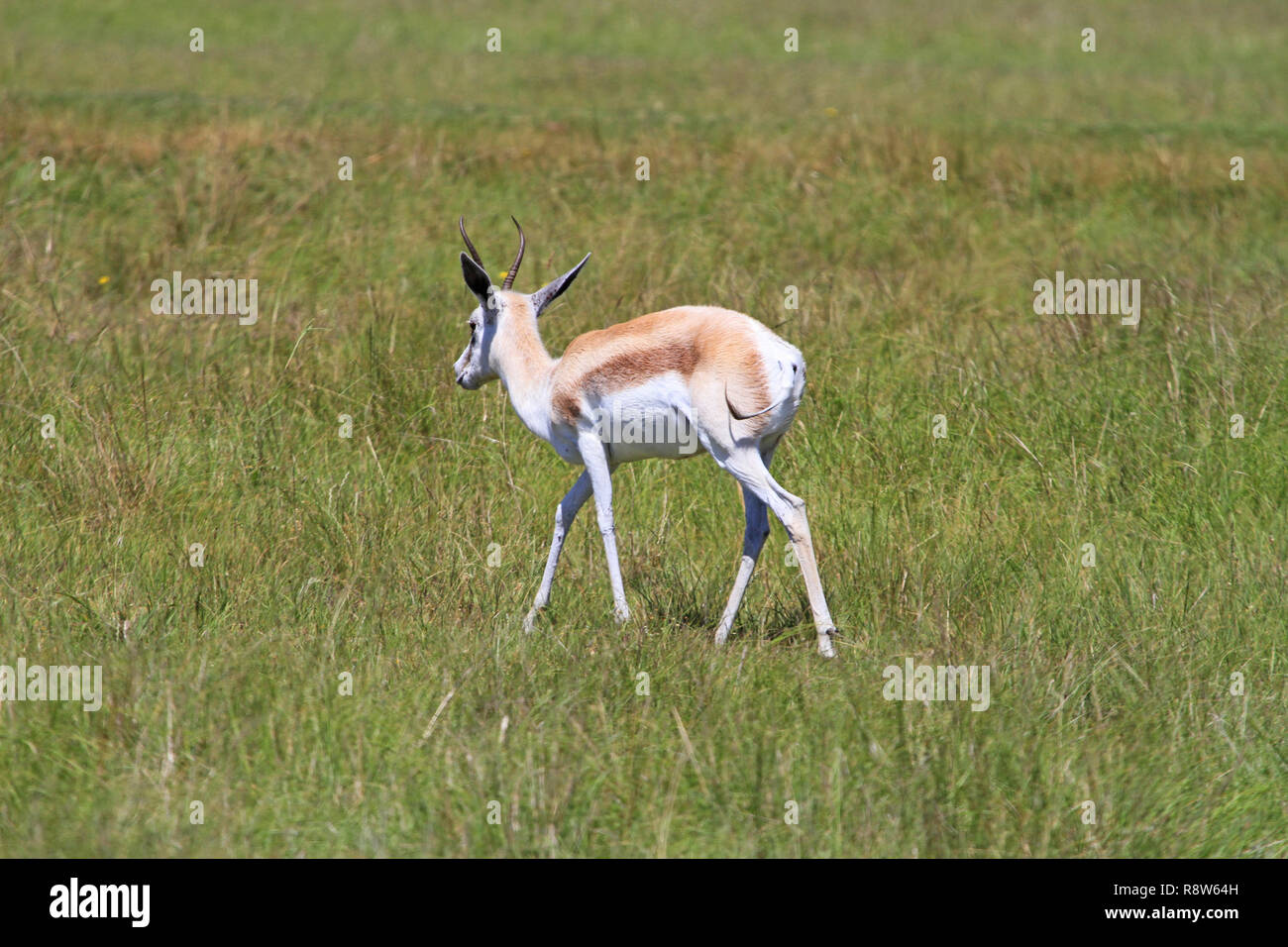 African iconic wildlife hi-res stock photography and images - Alamy
