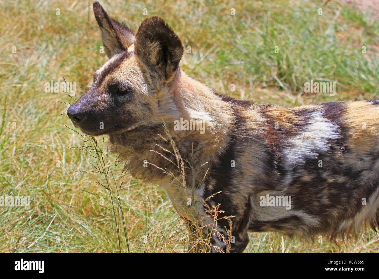 African hunting dogs hi-res stock photography and images - Alamy