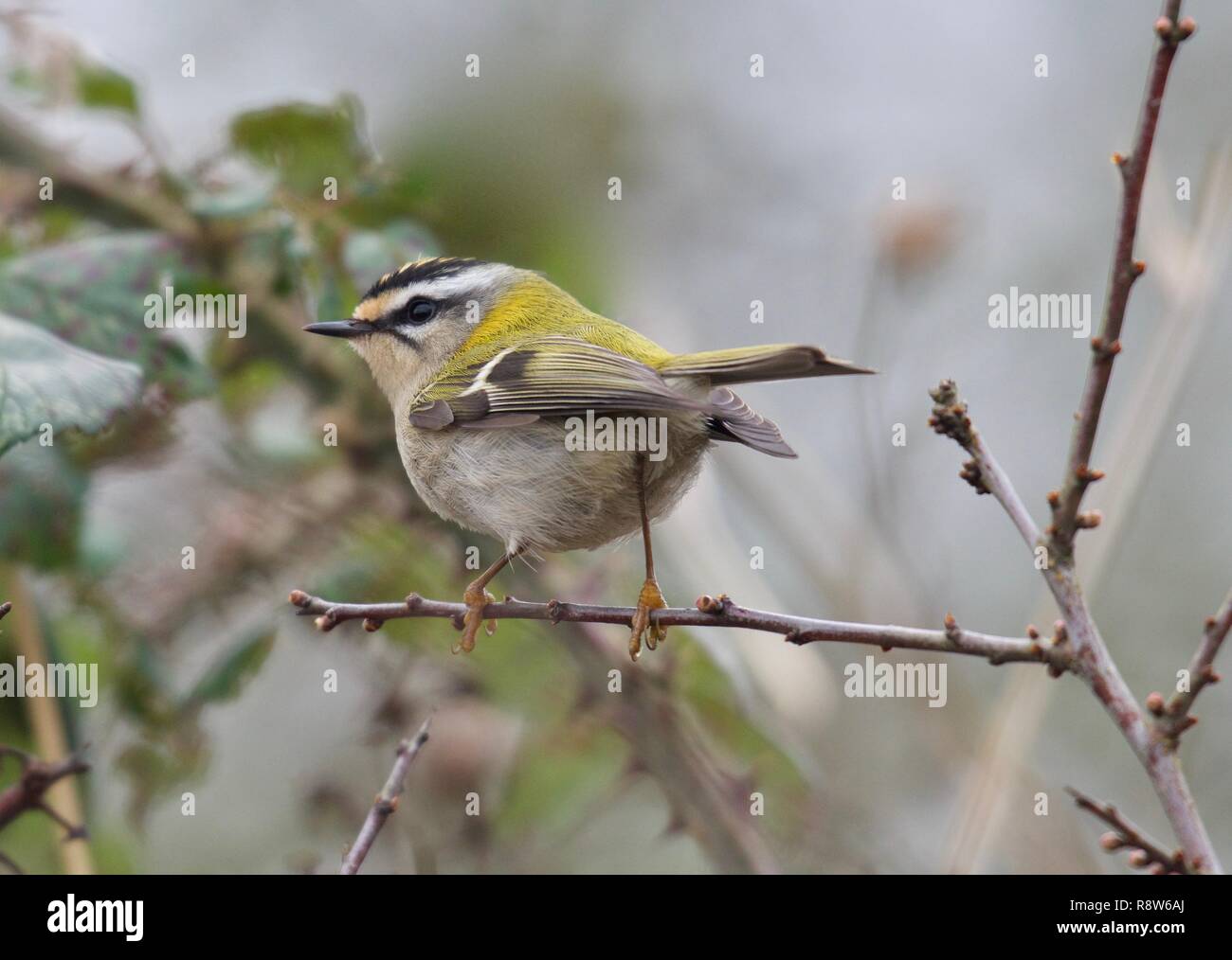 Firecrest bird hi-res stock photography and images - Alamy