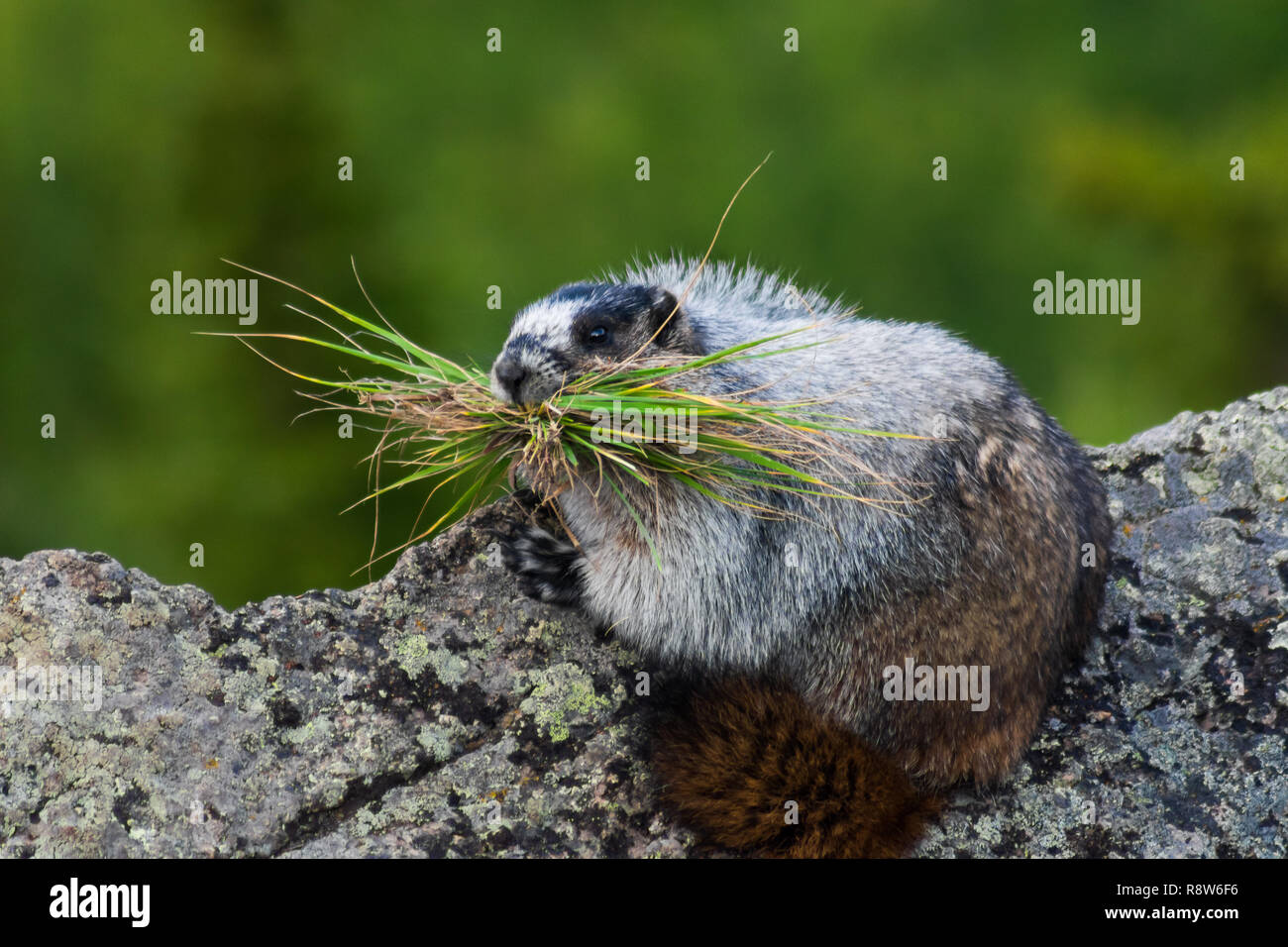 Hoary marmot carrying or eating food Stock Photo - Alamy