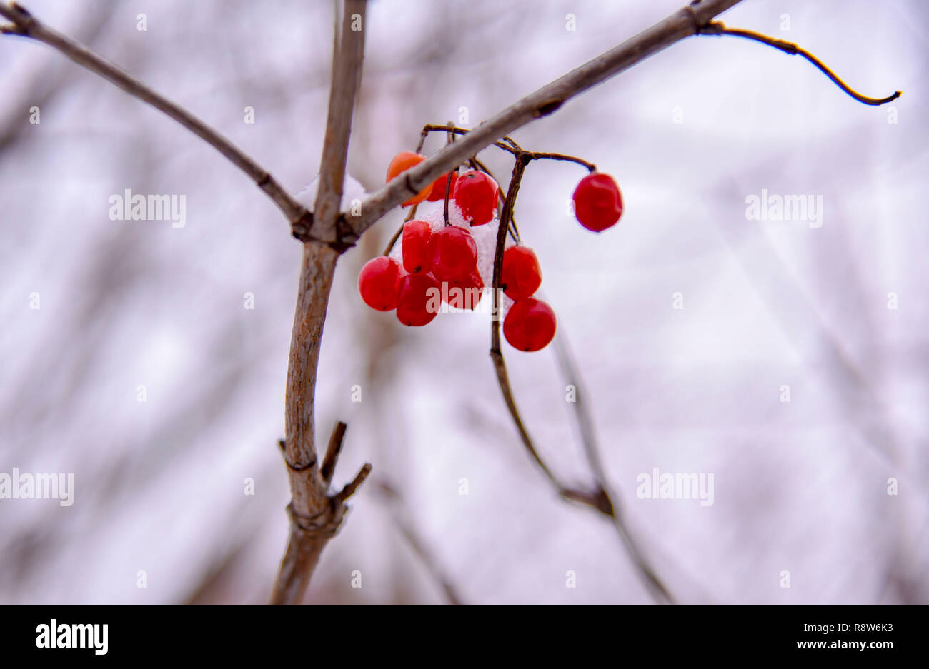 Winter berries snow hi-res stock photography and images - Alamy