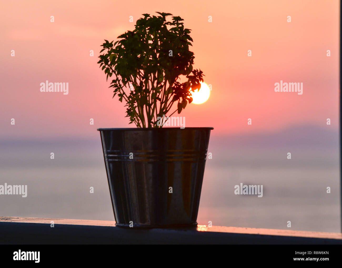 The sunset sun is looking out from behind the flower pot on the sea ...