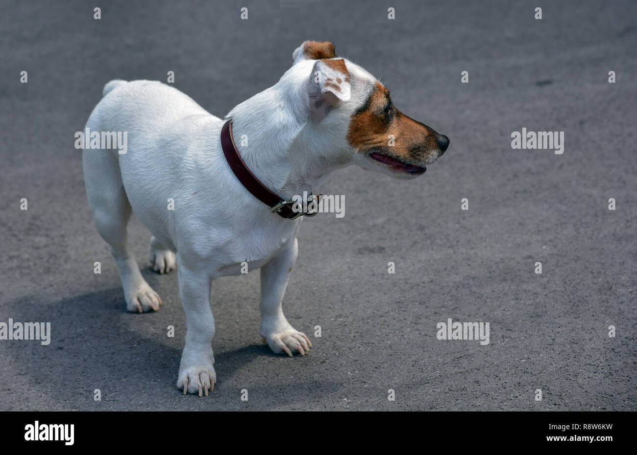 Doggy style hi-res stock photography and images - Alamy