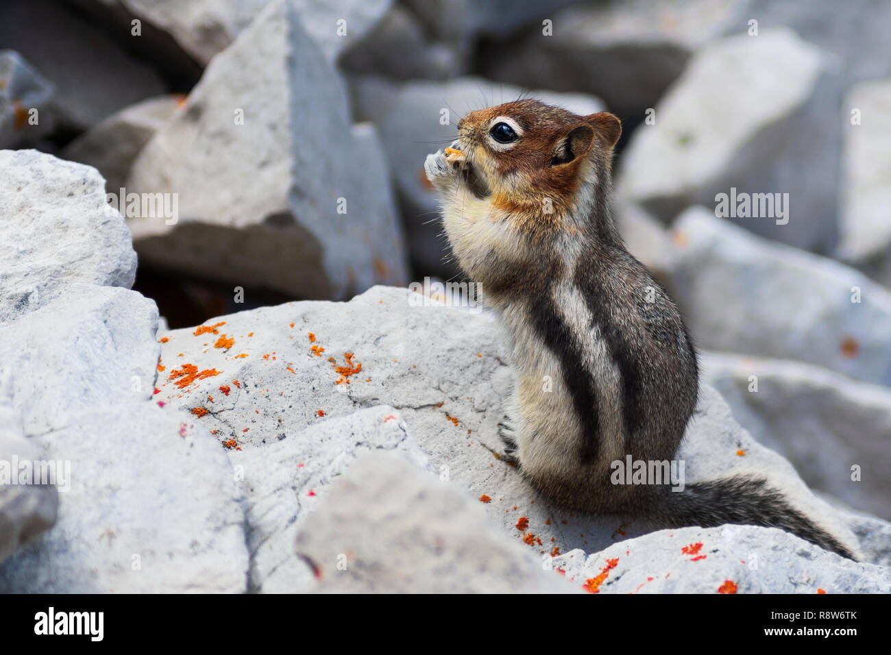 Chipmunk animal hi-res stock photography and images - Alamy