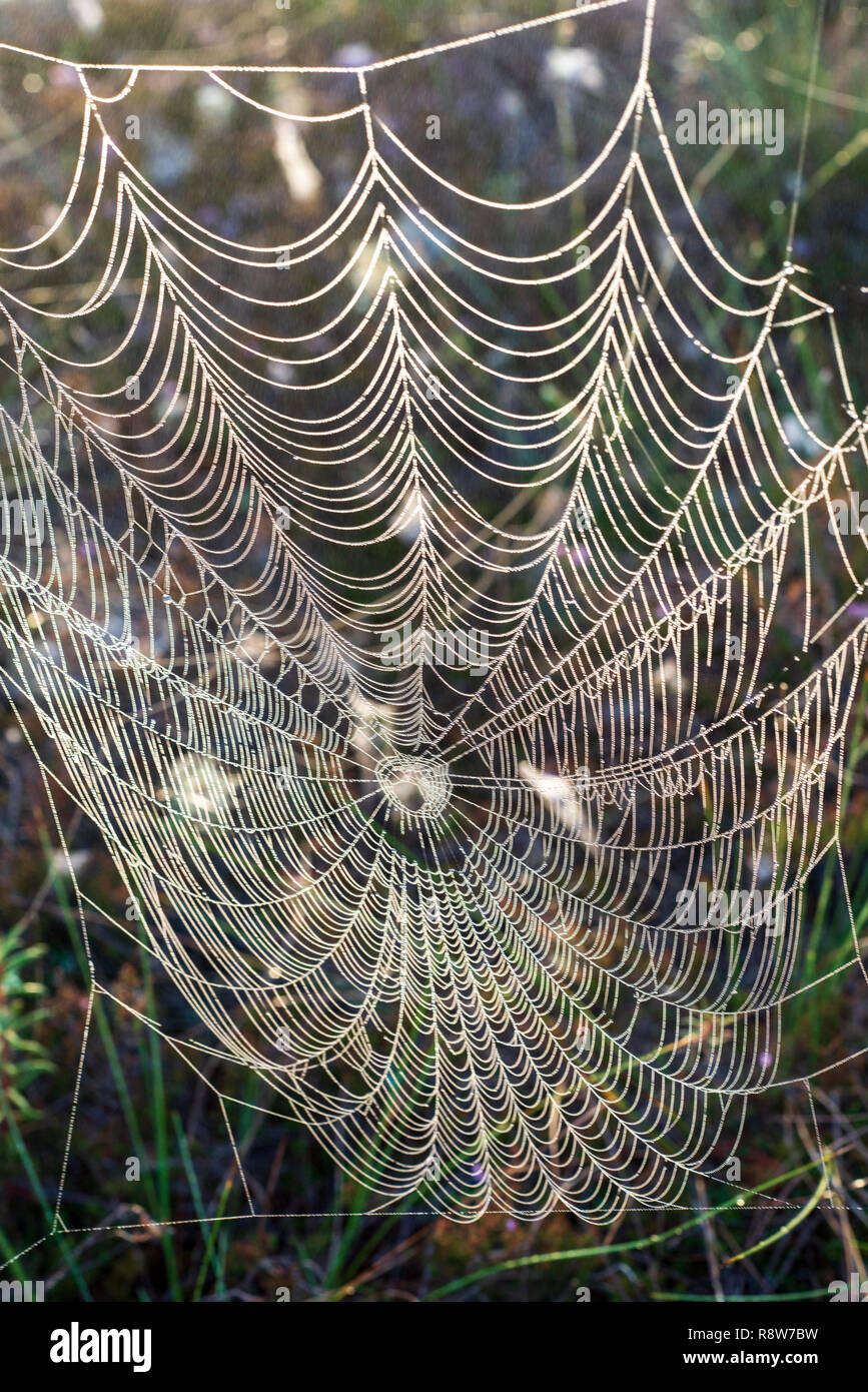 Beautiful Spider Webs