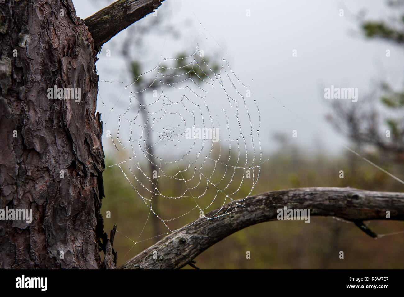 beautiful spider cob webs in swamp in late autumn with morning dev ...