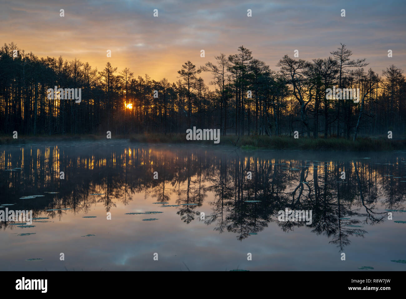 misty morning near swamp lakes in late autumn with evergreen foliage ...