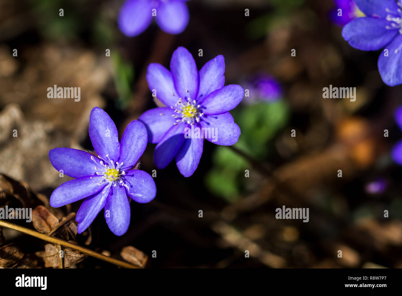 First fresh blue violets in the forest. Blue spring wildflowers ...