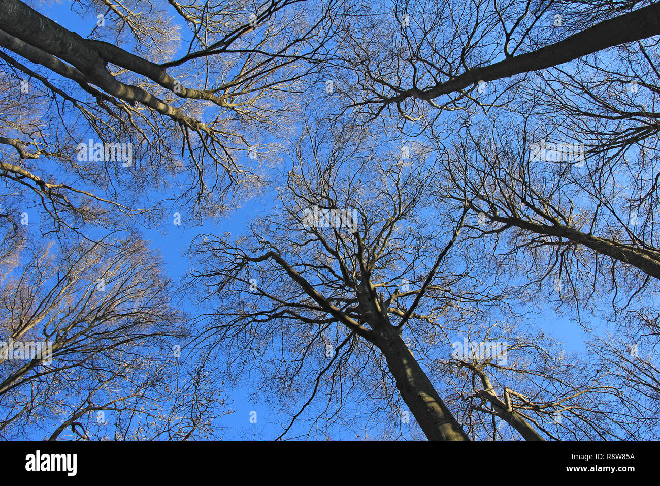 Towards bright green trees hi-res stock photography and images - Alamy