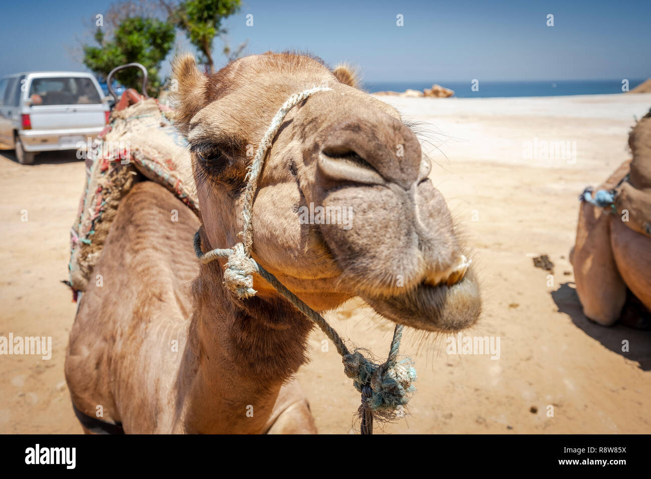 Tanger animal hi-res stock photography and images - Alamy