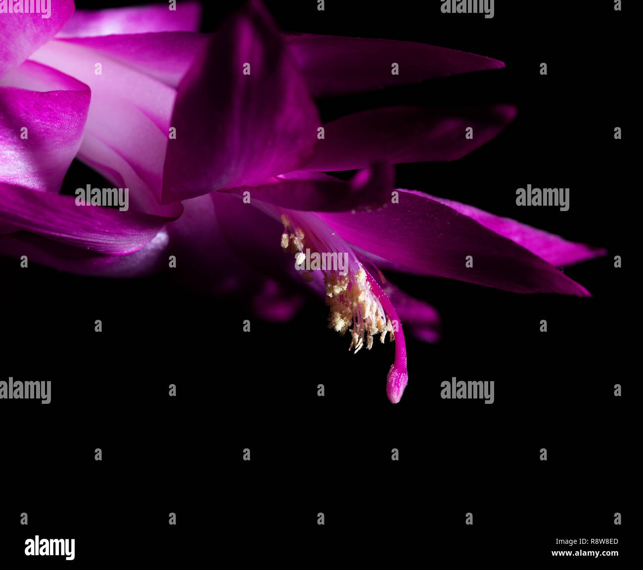 David fill hi-res stock photography and images - Alamy