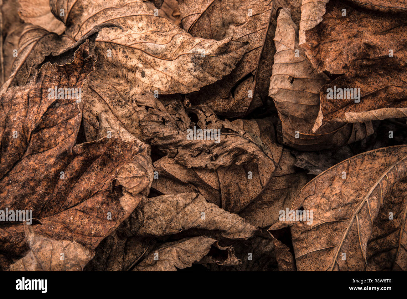 Background nature decay hi-res stock photography and images - Alamy