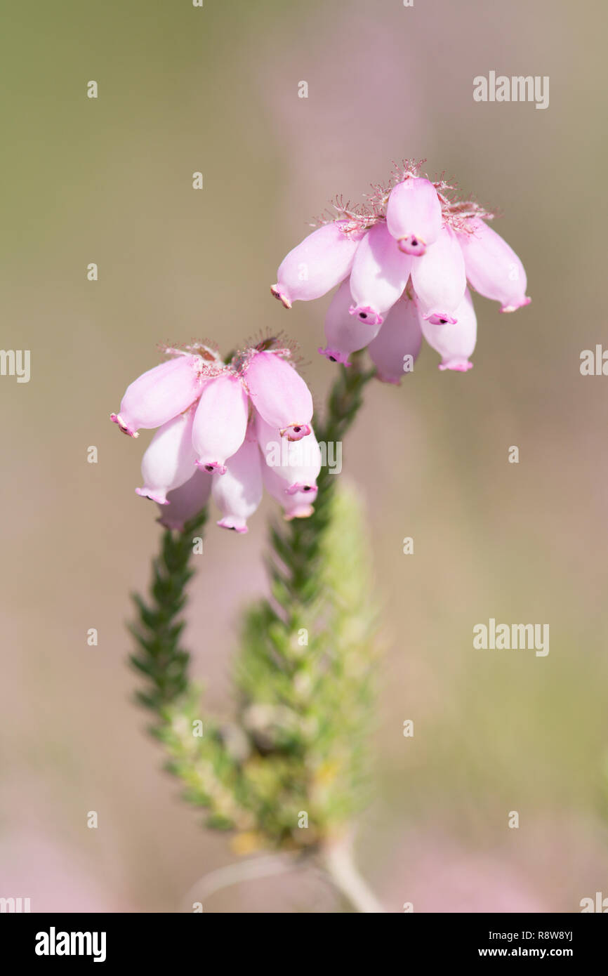 Erica tetralix hi-res stock photography and images - Alamy