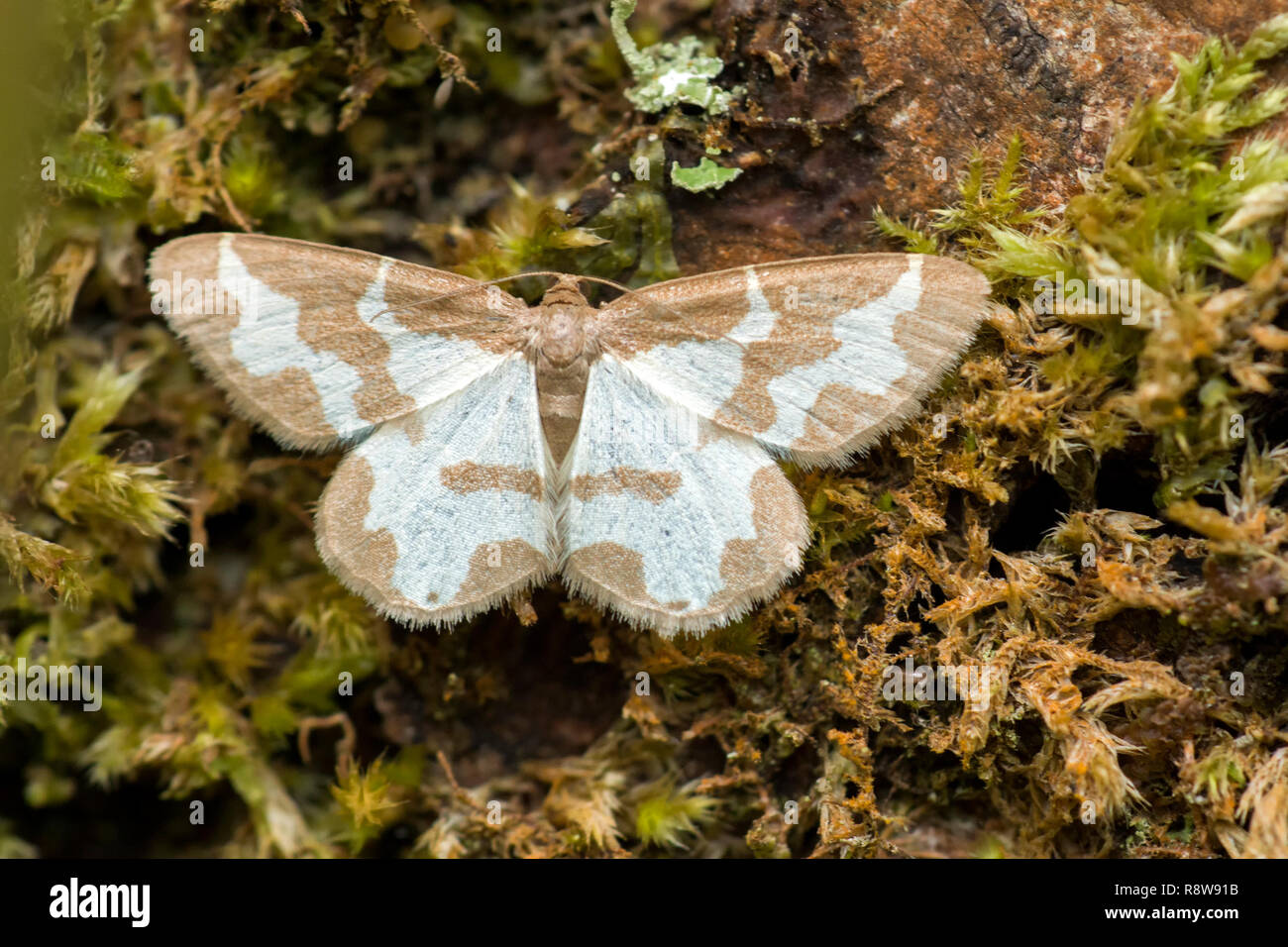 Clouded border moth resting on tree trunk with wings open hi-res stock ...