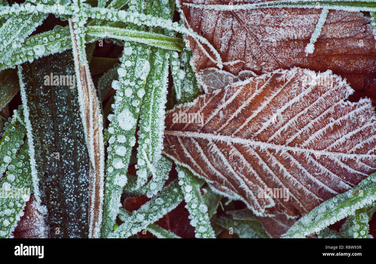 Hoar frost on beech leaves hi-res stock photography and images - Alamy