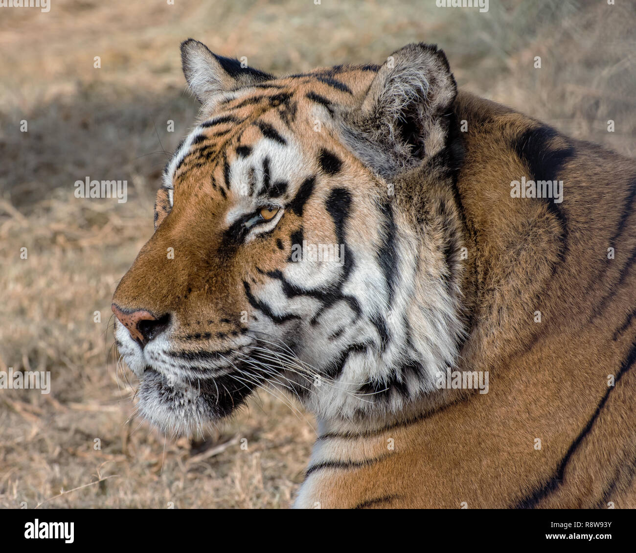 Portrait of a Tiger with a Soft Background of Dried Grasses Stock Photo ...
