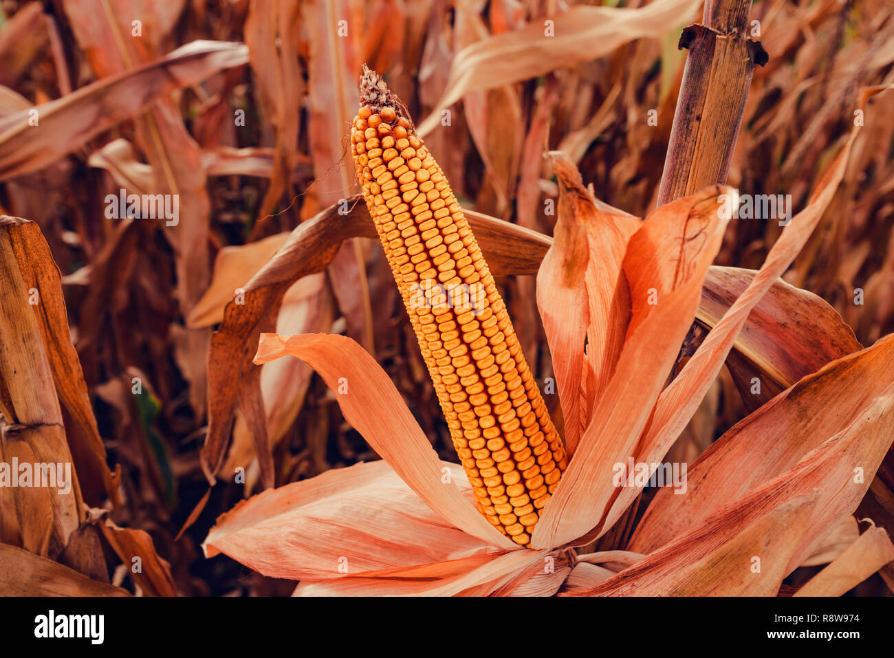 Ear of corn ready for harvest in cultivated farmland field Stock Photo ...