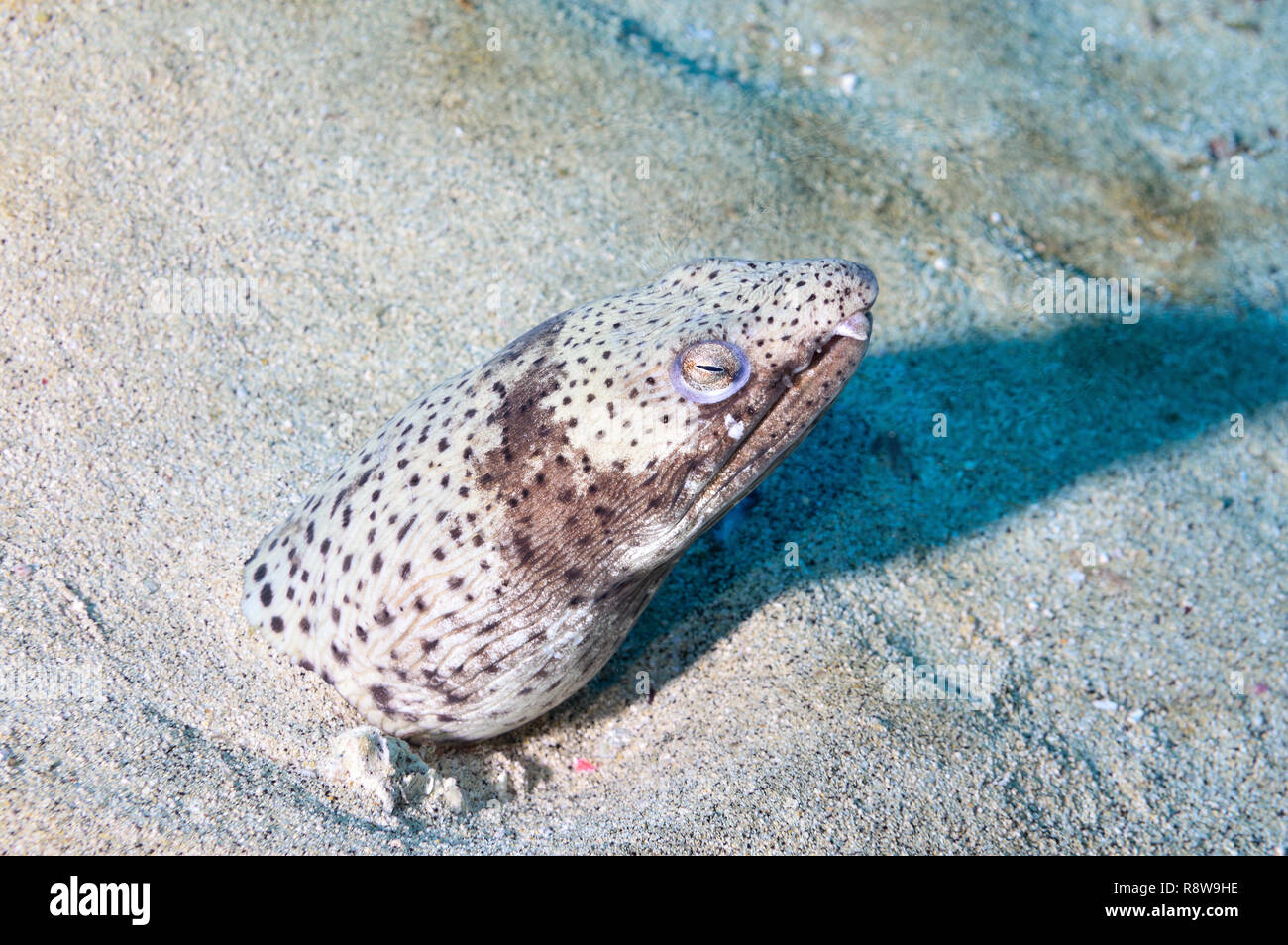 Spotted Snake Eel in Sal - Cabo Verde Stock Photo - Alamy