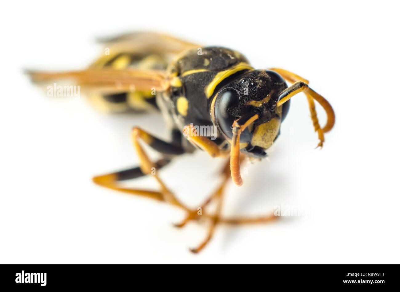 Black wasp detail Cut Out Stock Images & Pictures - Alamy