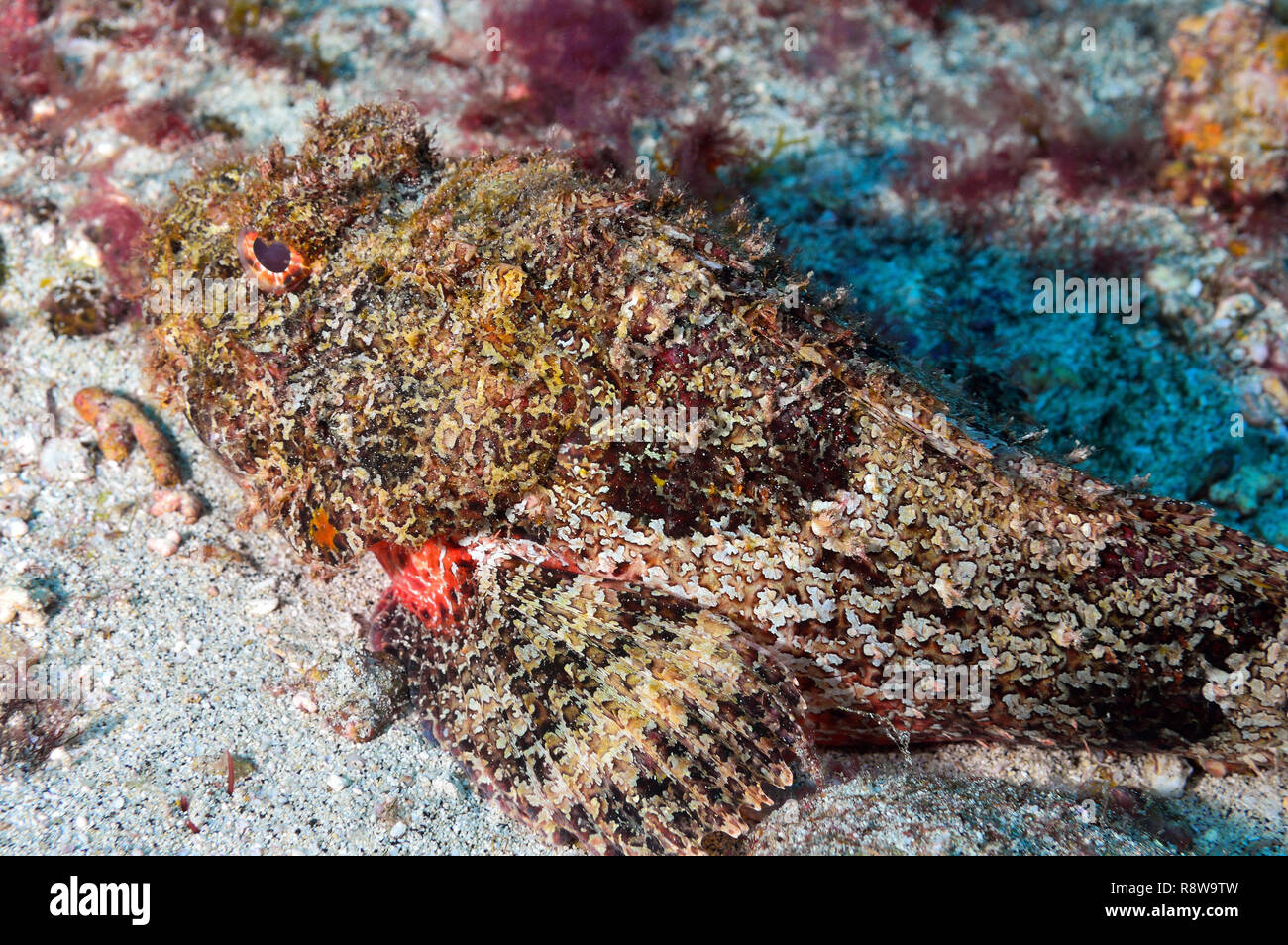 Sal cape verde underwater hi-res stock photography and images - Alamy
