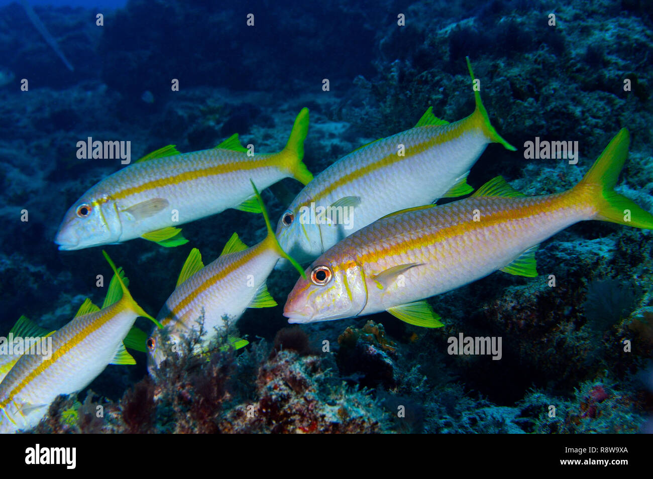 Yellow goatfish hi-res stock photography and images - Alamy