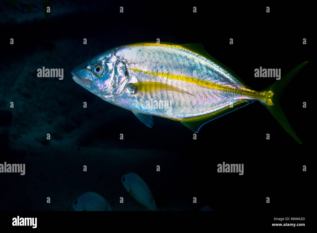 White Trevally in Sal - Cabo Verde Stock Photo - Alamy