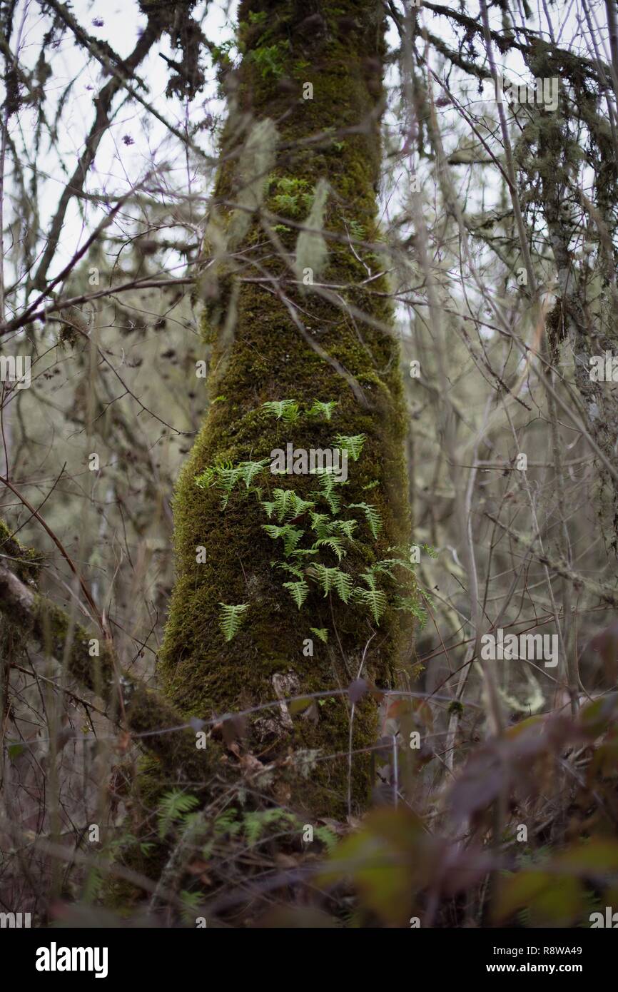 A tree trunk covered with moss, lichens and ferns in Eugene, OR, USA ...