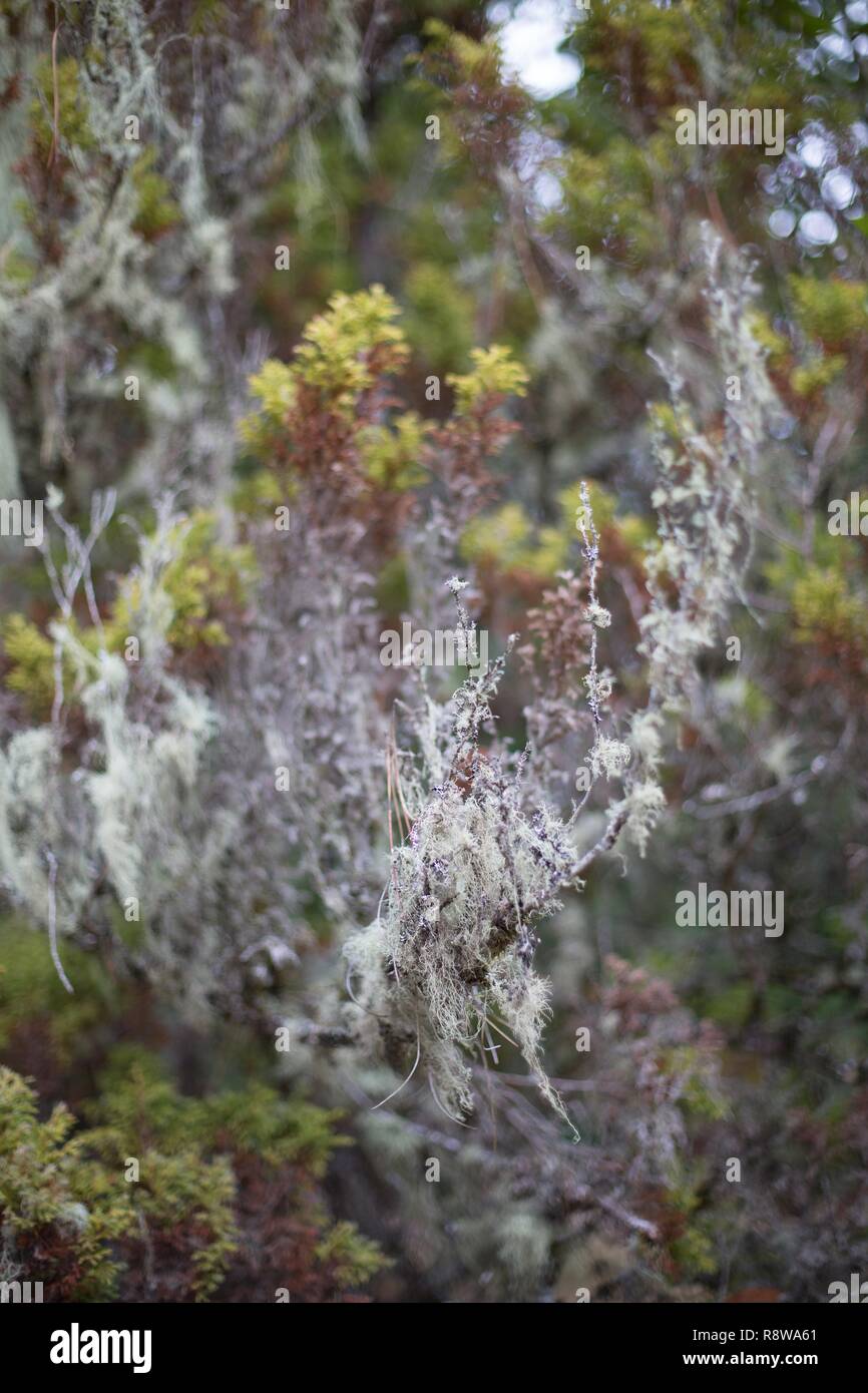 Pacific Northwest Lichens High Resolution Stock Photography and Images ...