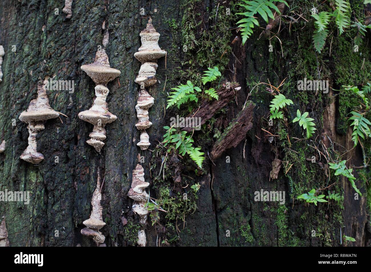 Fungi, ferns, and moss on a tree trunk in Eugene, Oregon, USA Stock ...