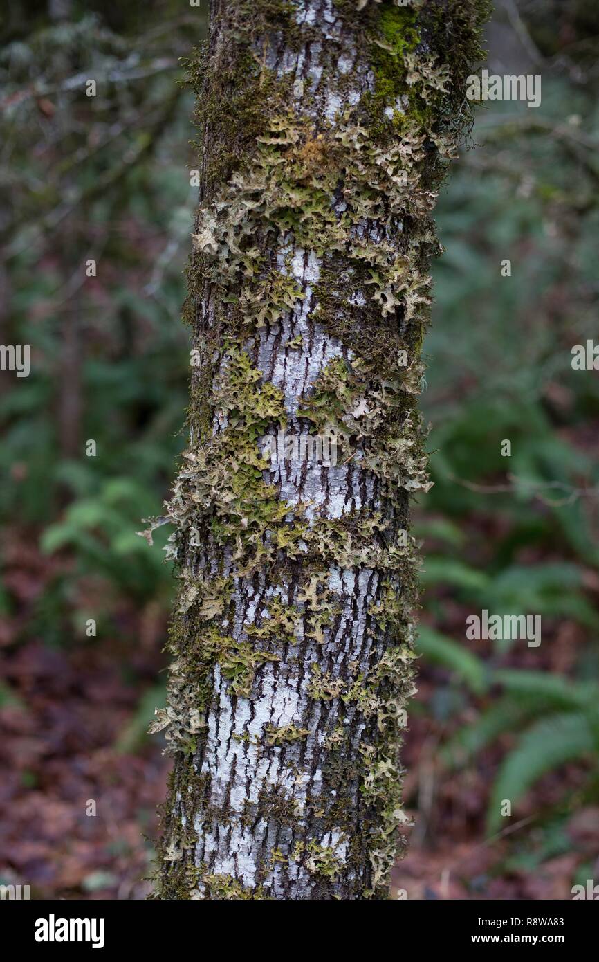 A tree trunk covered with lung lichen, in Eugene, Oregon, USA Stock ...