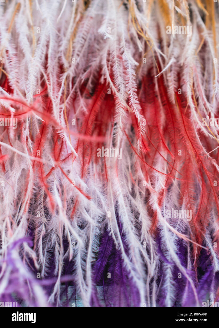 Collection of colored decorative feathers placed on white background ...