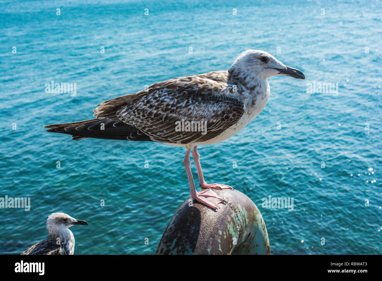 Single seagull as a wild sea bird in the view Stock Photo - Alamy