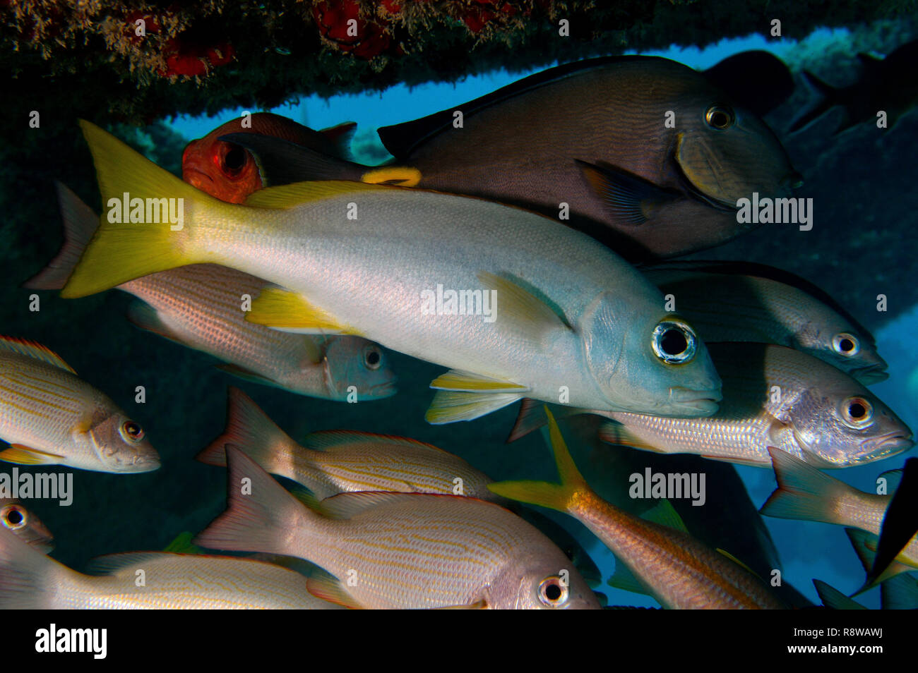 Shoal of Fish in Sal - Cabo Verde Stock Photo - Alamy