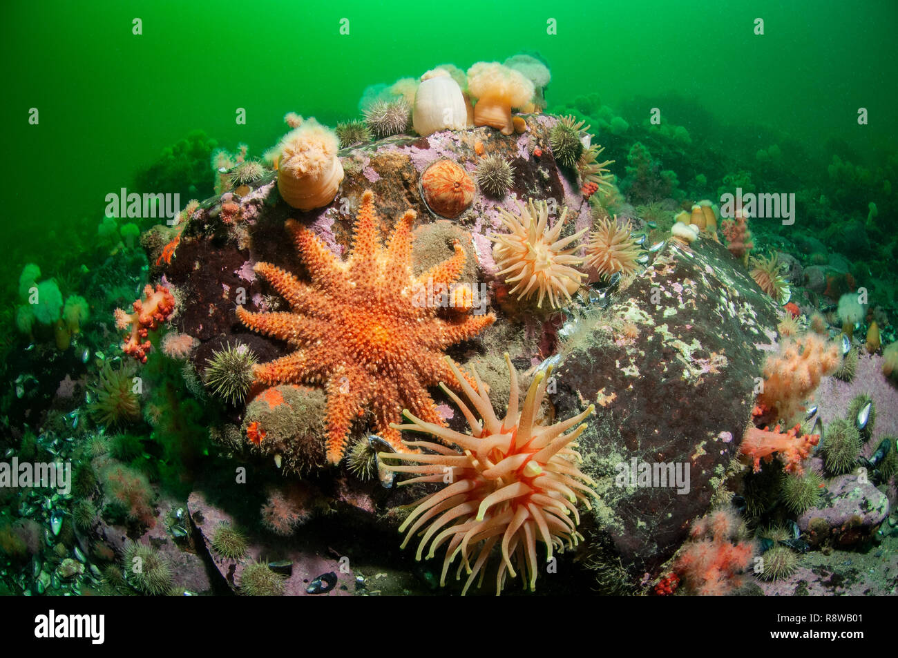 Spiny sea star hi-res stock photography and images - Alamy