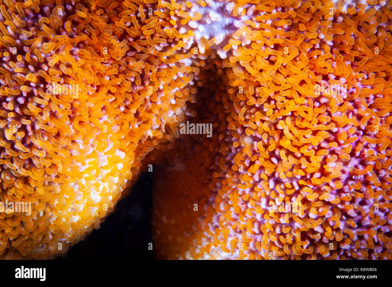 Close-up of a Smooth Sun Star texture in the St.Lawrence River in ...