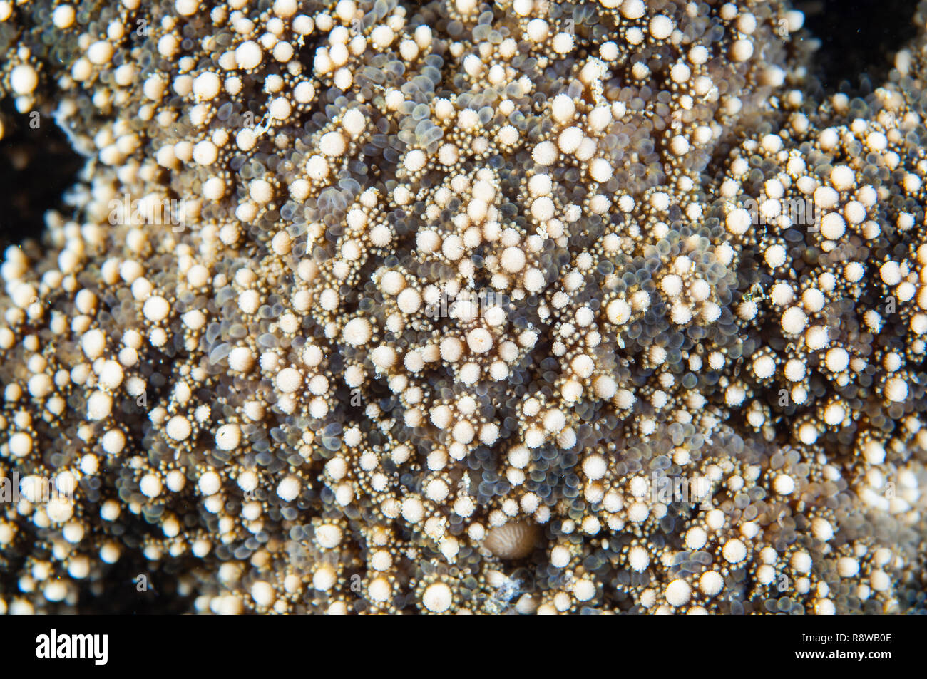 Close-up of a Polar Sea Star texture in the St.Lawrence River in Canada ...