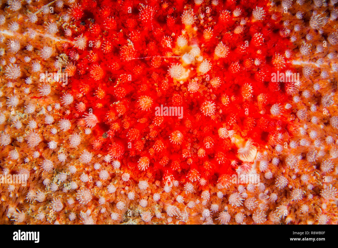 Close-up of a Spiny Sun Star texture in the St.Lawrence River in Canada ...