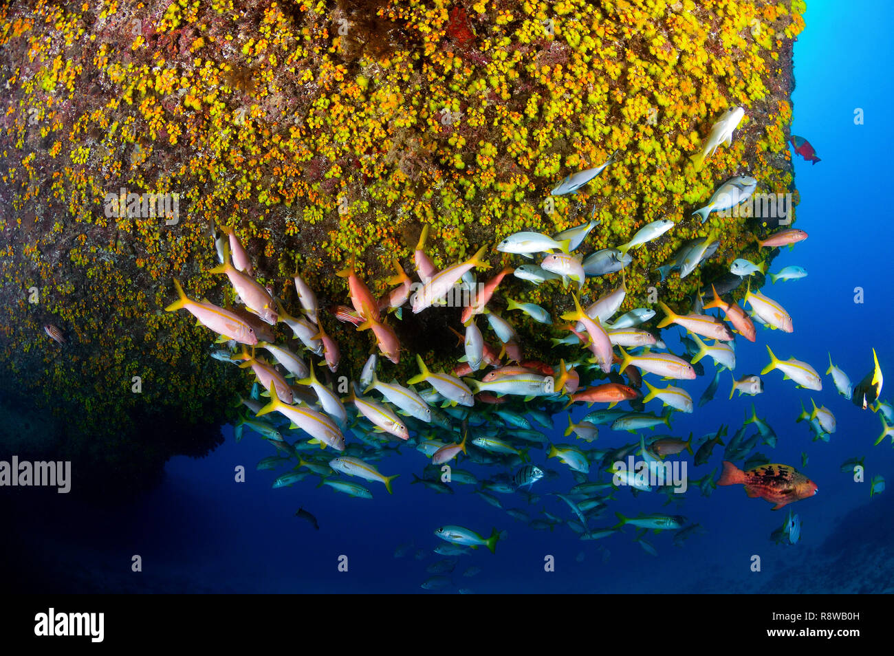 Shoal of Fish in Sal - Cabo Verde Stock Photo - Alamy